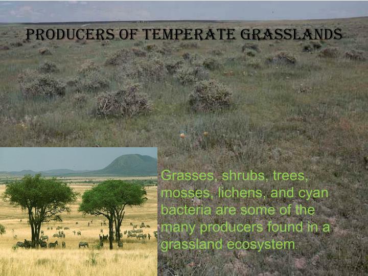 PPT - Temperate Grasslands PowerPoint Presentation - ID:3077591