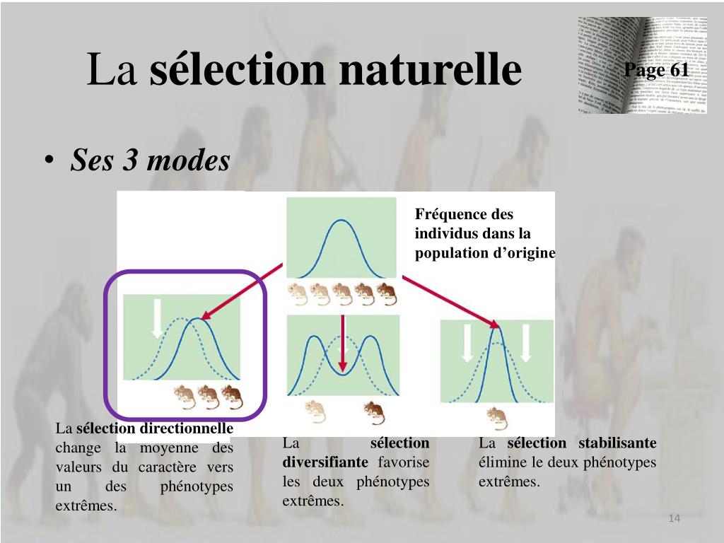 PPT - Compléments sur la sélection naturelle et sur la variation ...