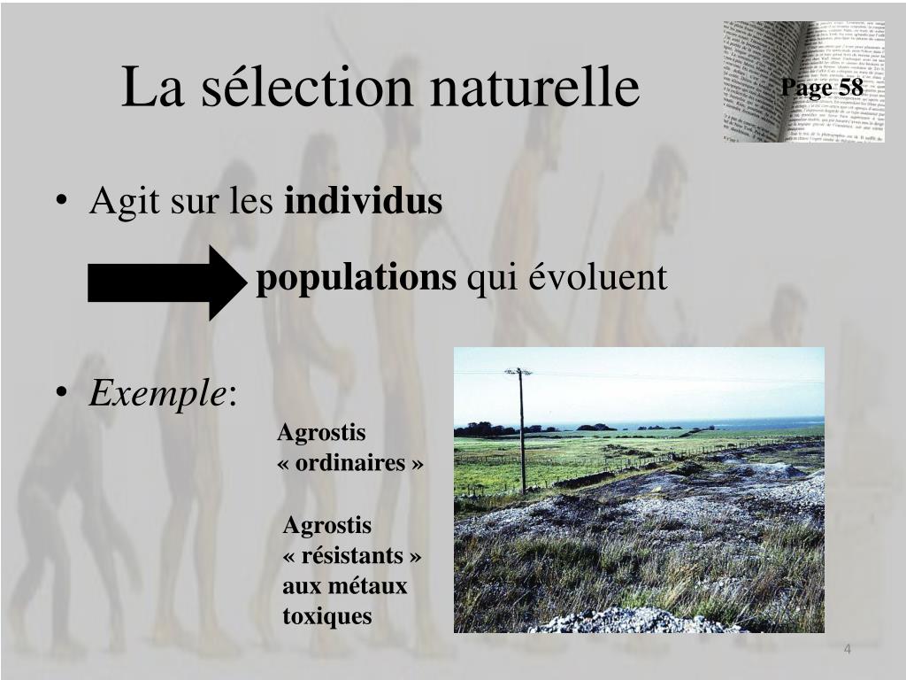 PPT - Compléments sur la sélection naturelle et sur la variation ...