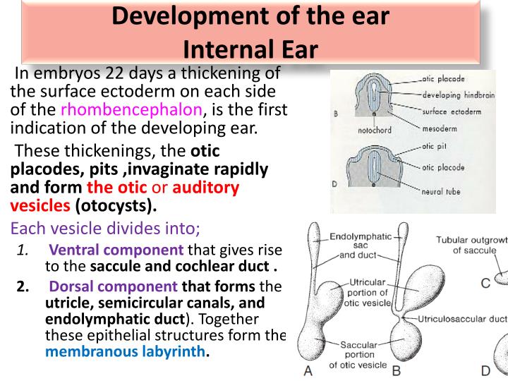 PPT - Development of the eye and ear PowerPoint Presentation - ID:3078175