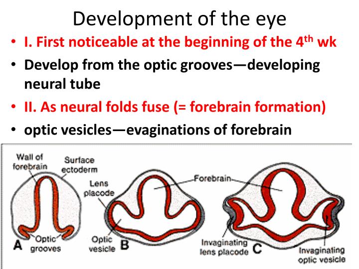 PPT - Development of the eye and ear PowerPoint Presentation - ID:3078175