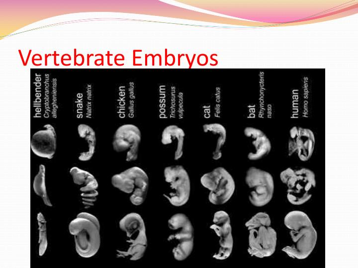 PPT - Homologous and Analogous Structures PowerPoint Presentation - ID ...