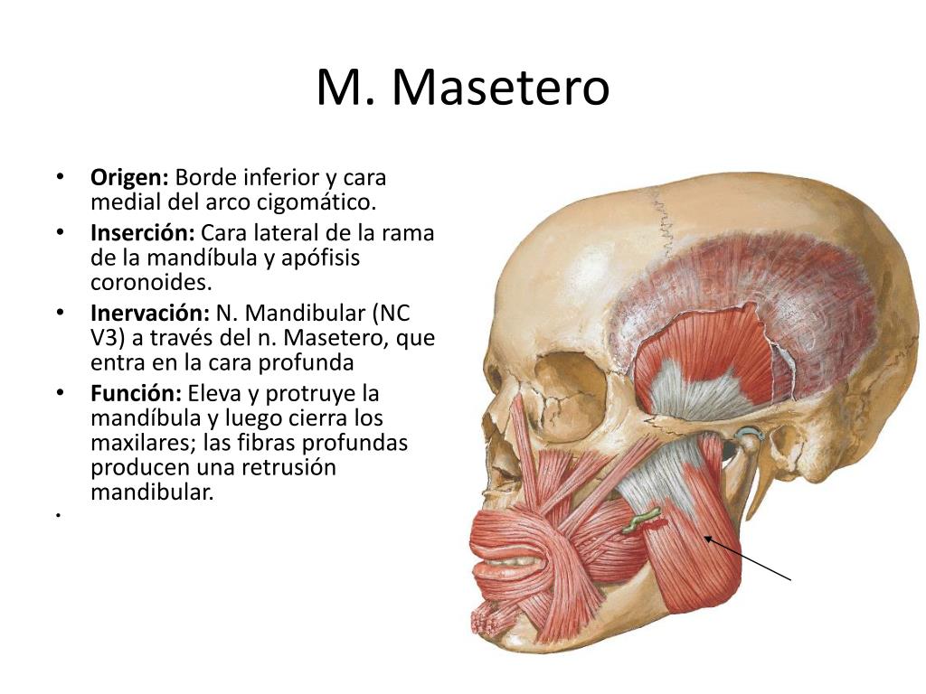 PPT - Músculos de la Expresión Facial. Cuello PowerPoint Presentation ...