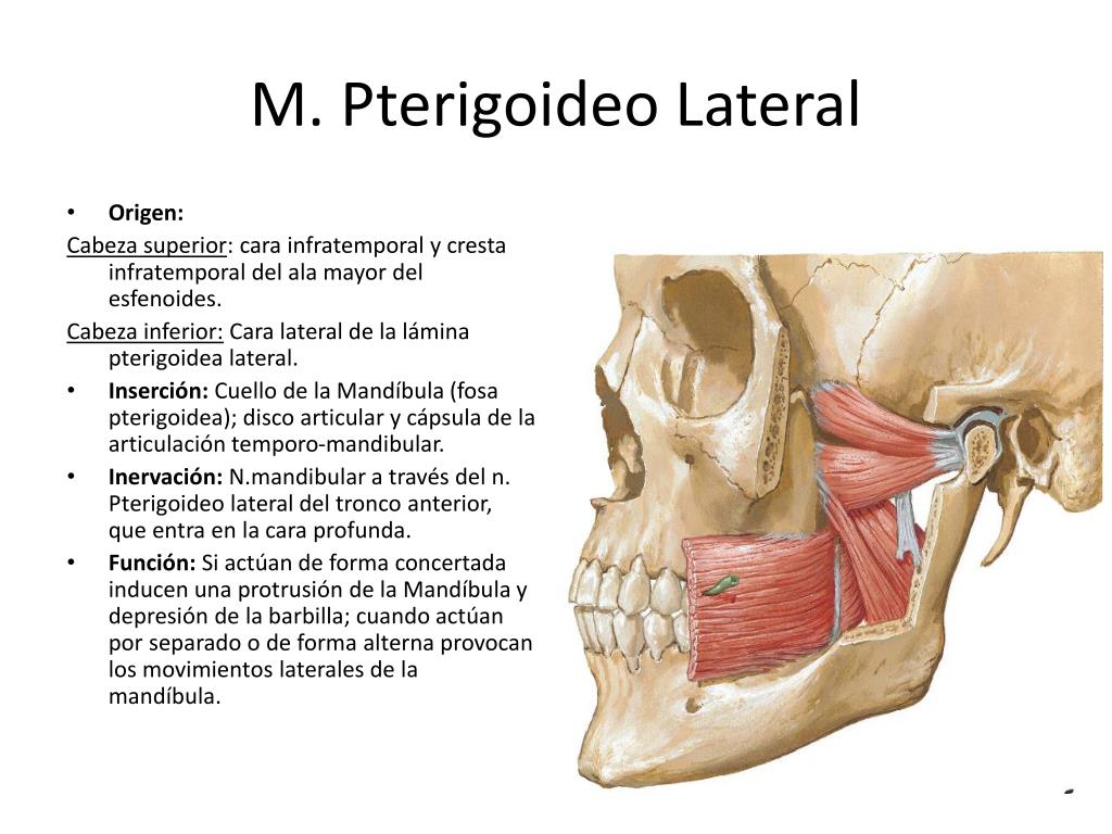 Origen E Inserción Del Músculo Pterigoideo Lateral