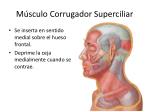 PPT - Músculos de la Expresión Facial. Cuello PowerPoint Presentation ...