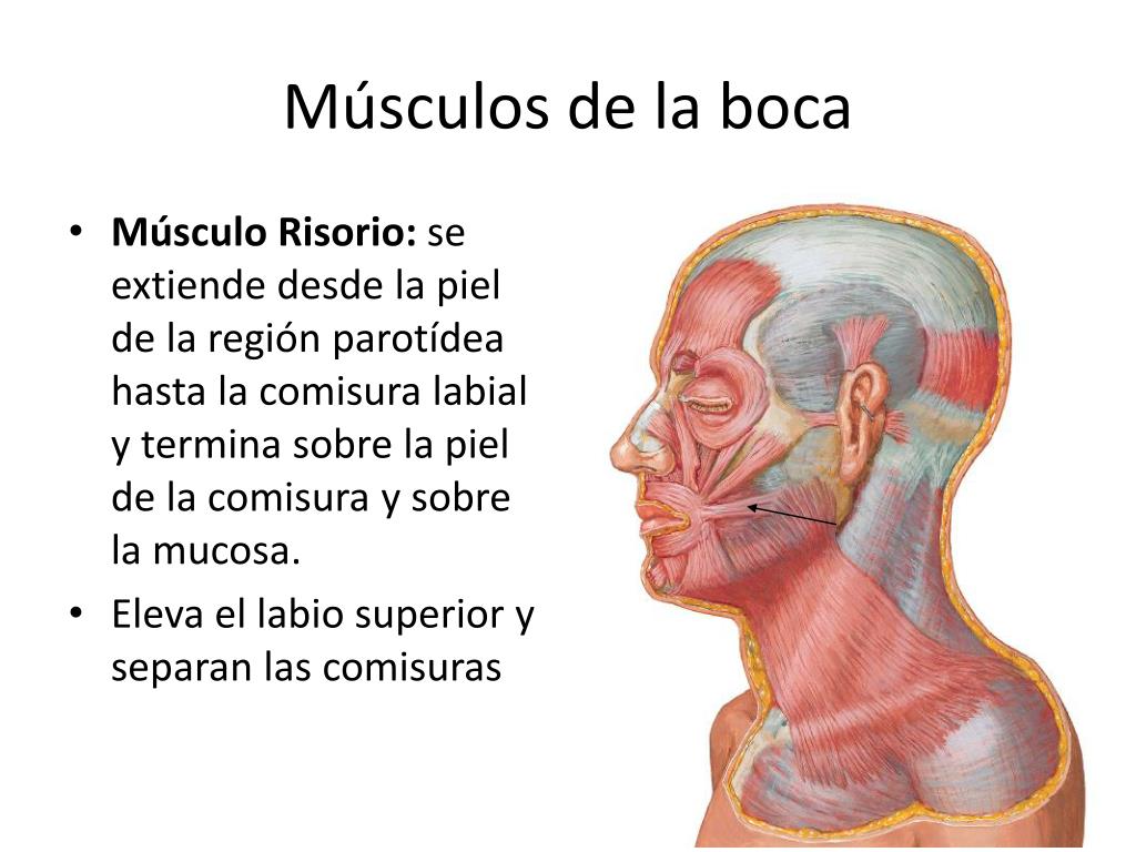 PPT - Músculos de la Expresión Facial. Cuello PowerPoint Presentation ...