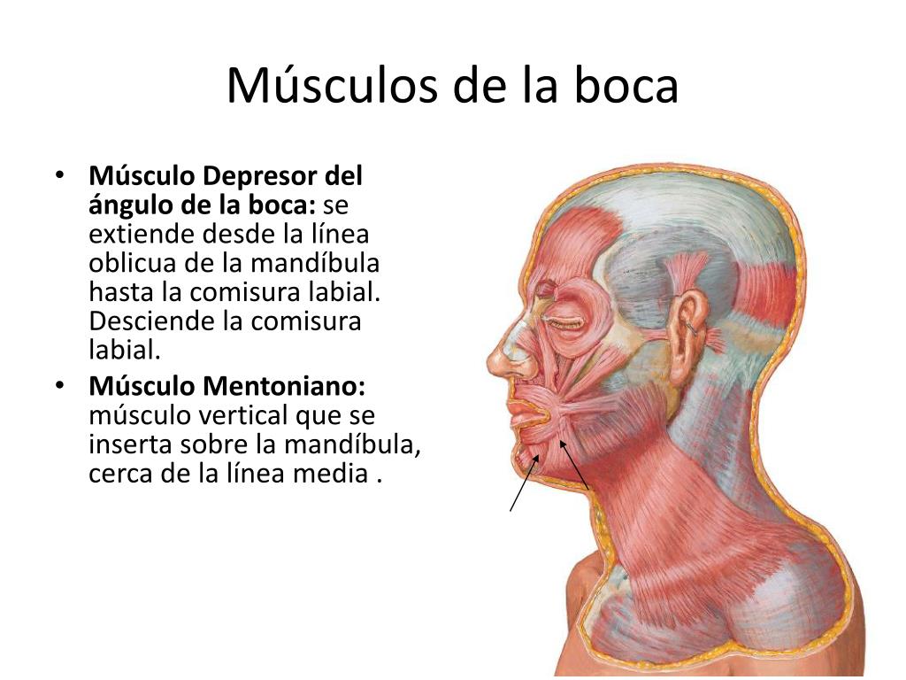 PPT - Músculos de la Expresión Facial. Cuello PowerPoint Presentation ...