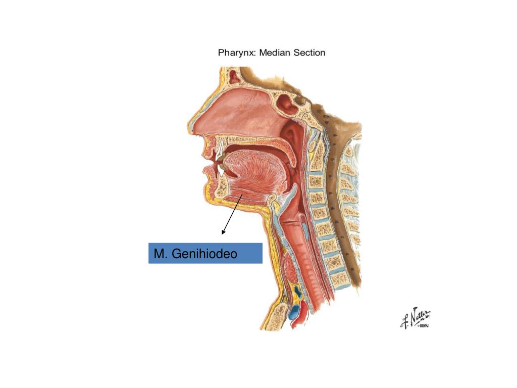 PPT - Músculos de la Expresión Facial. Cuello PowerPoint Presentation ...