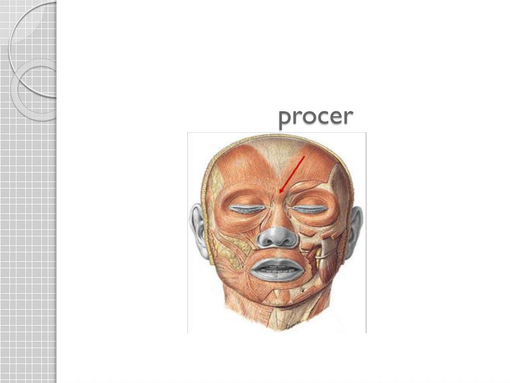 PPT - cara y cuello nicole quesada cartin PowerPoint Presentation, free ...