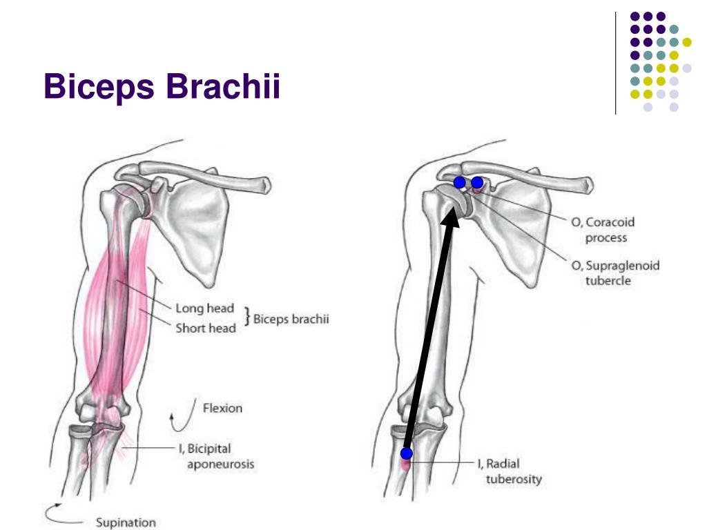 PPT - The Elbow and Radioulnar Joints PowerPoint Presentation, free ...