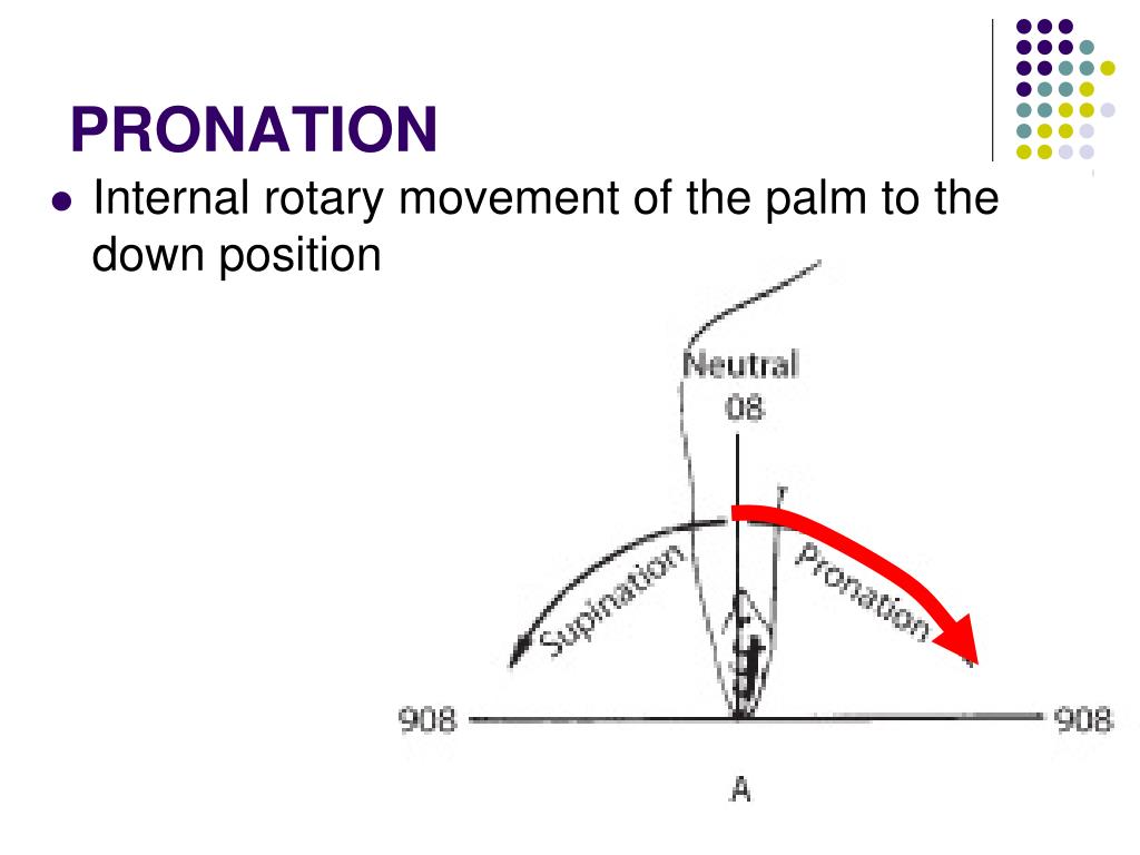 PPT - The Elbow and Radioulnar Joints PowerPoint Presentation, free ...