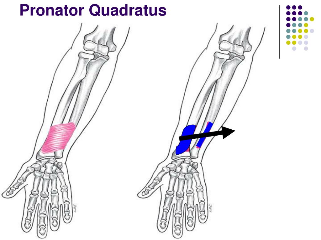 PPT - The Elbow and Radioulnar Joints PowerPoint Presentation, free ...