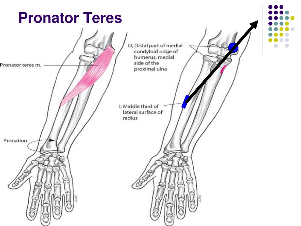 PPT - The Elbow and Radioulnar Joints PowerPoint Presentation, free ...