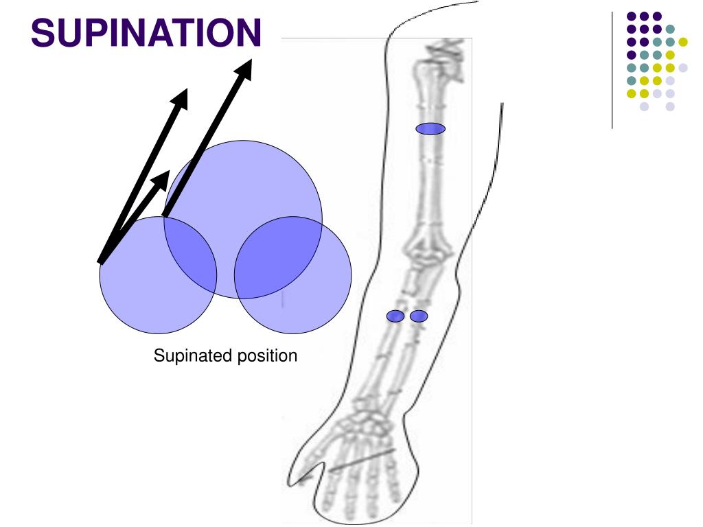 PPT - The Elbow and Radioulnar Joints PowerPoint Presentation, free ...