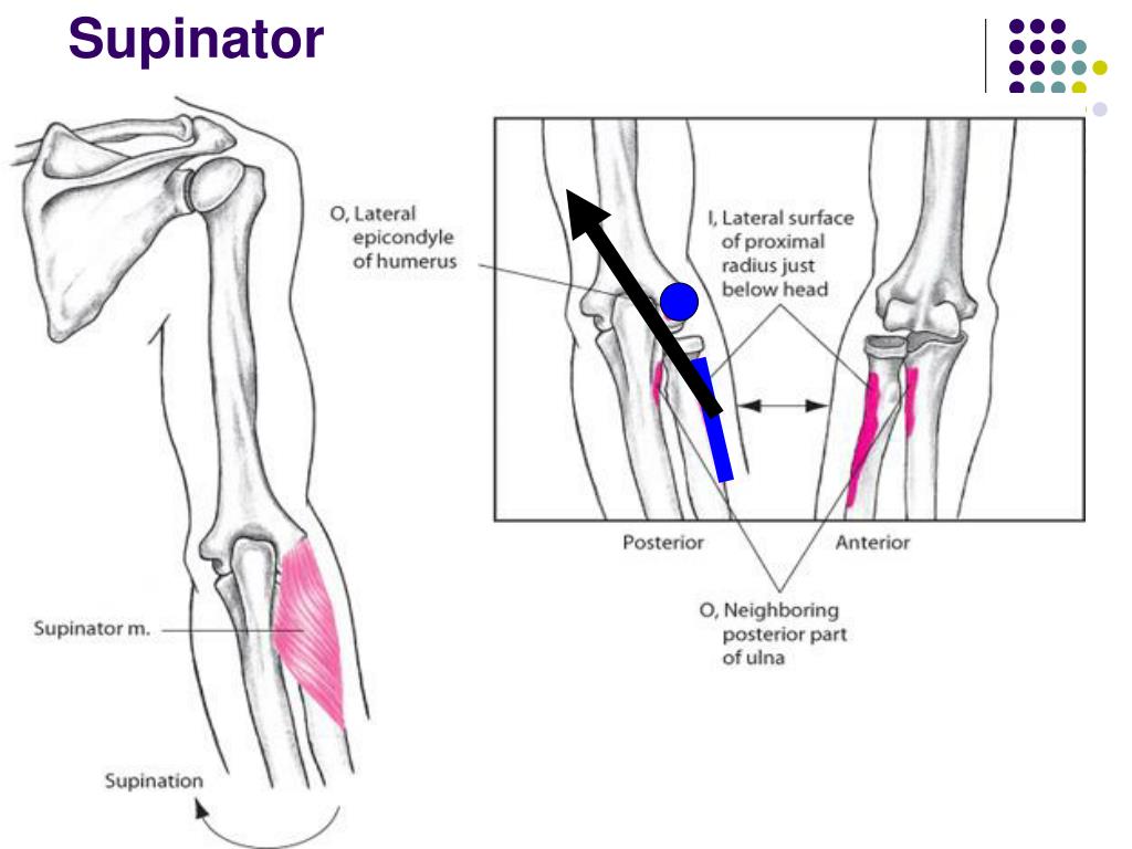 PPT - The Elbow and Radioulnar Joints PowerPoint Presentation, free ...
