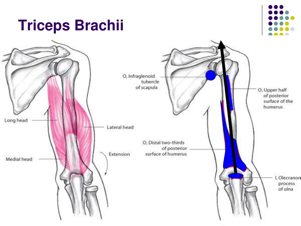PPT - The Elbow and Radioulnar Joints PowerPoint Presentation, free ...