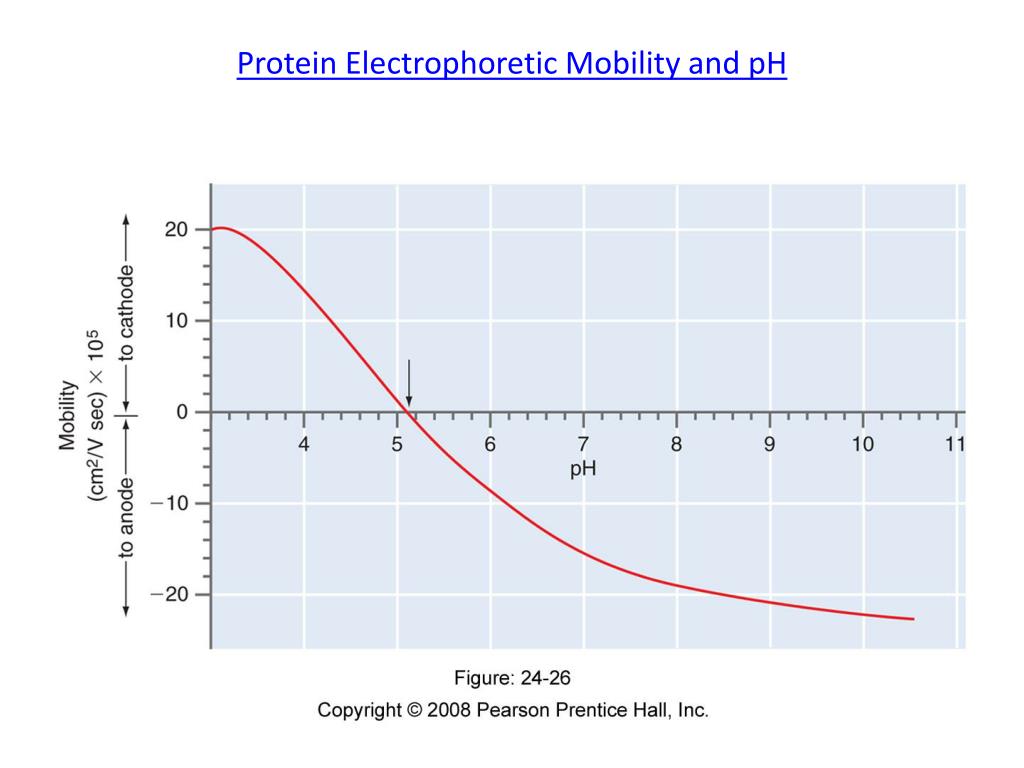 PPT - Electrophoretic Mobility and Electrophoresis (24.10) PowerPoint ...