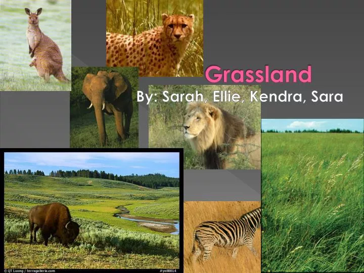 PPT - Grassland PowerPoint Presentation, free download - ID:3080181