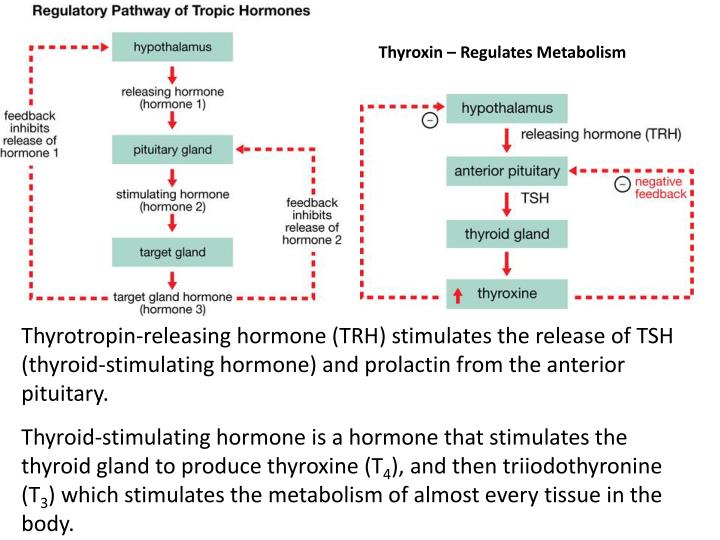 PPT - Homeostatic Regulation PowerPoint Presentation - ID:3080397