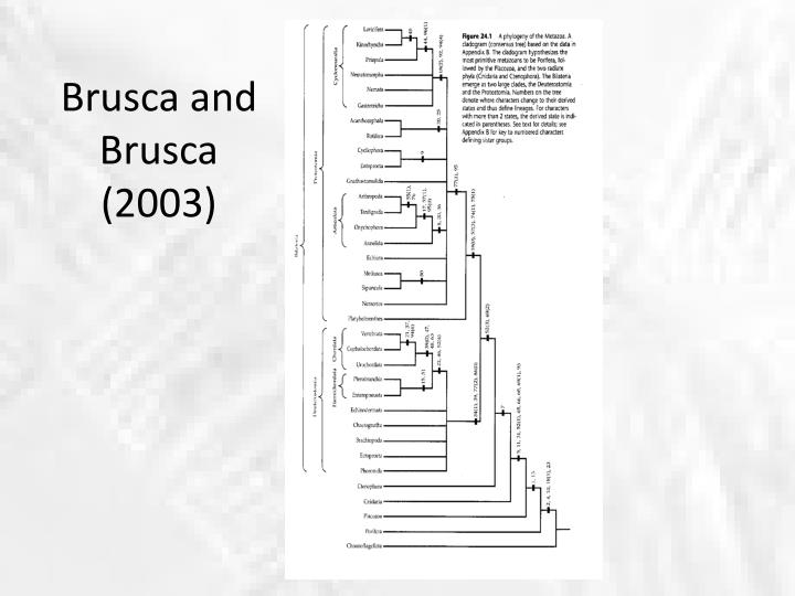 PPT - Views of Animal Phylogeny PowerPoint Presentation - ID:3080722