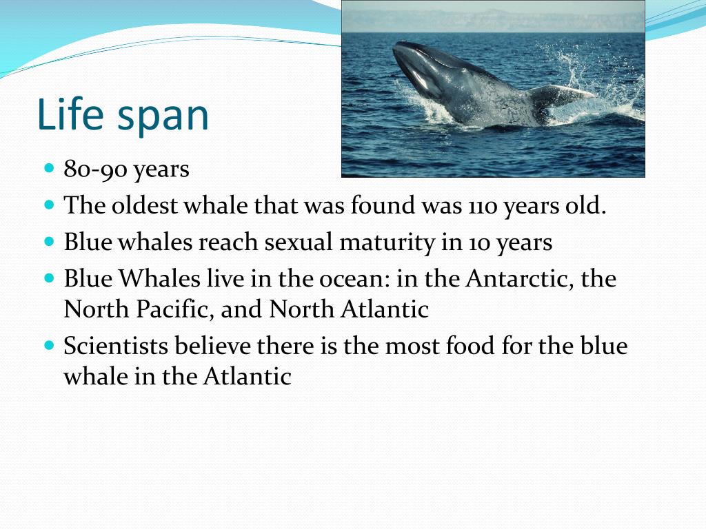 PPT - The Blue Whale’s Sexual Reproduction PowerPoint Presentation ...
