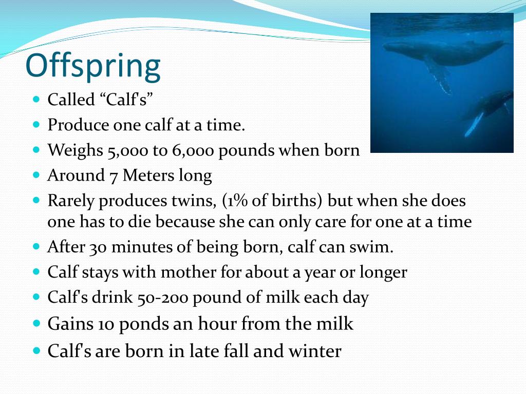PPT - The Blue Whale’s Sexual Reproduction PowerPoint Presentation ...