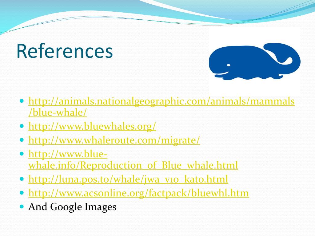 PPT - The Blue Whale’s Sexual Reproduction PowerPoint Presentation ...