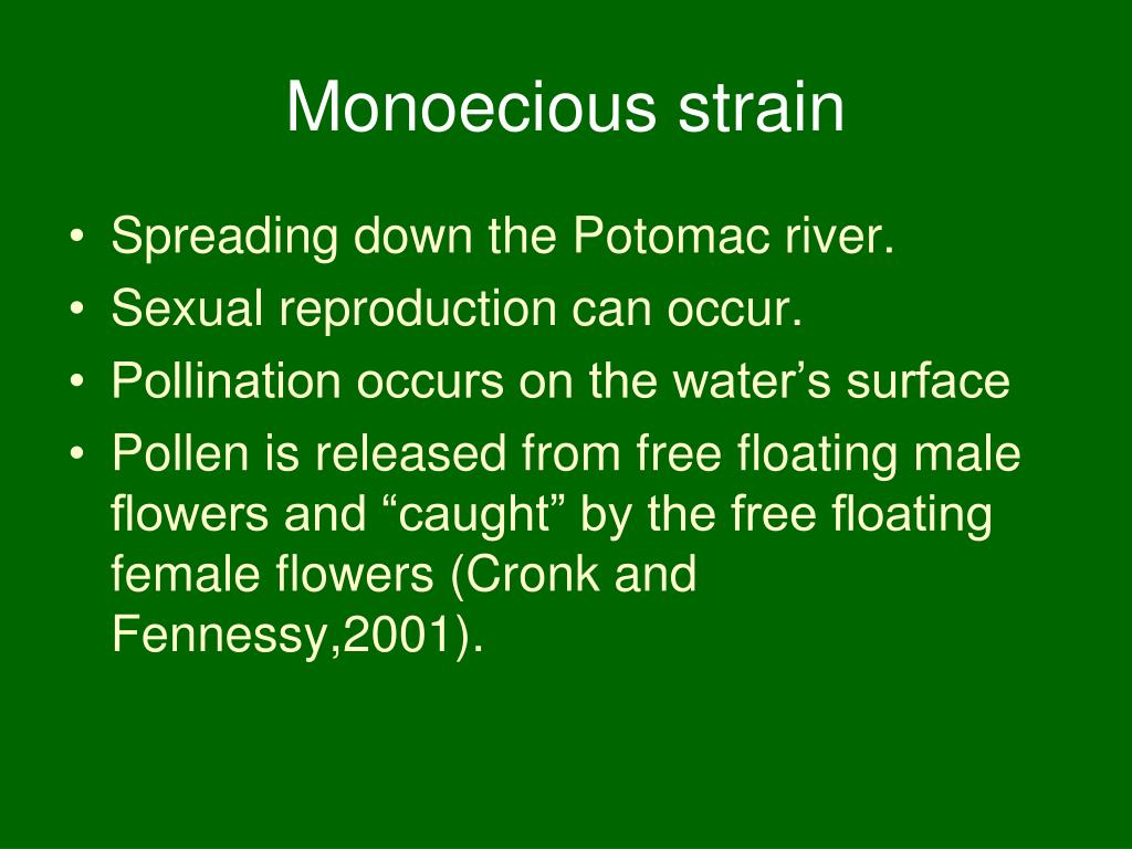 PPT - Hydrilla verticillata : Biology and Ecology PowerPoint ...