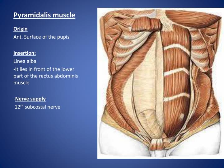 PPT - Abdominal wall PowerPoint Presentation - ID:3081617