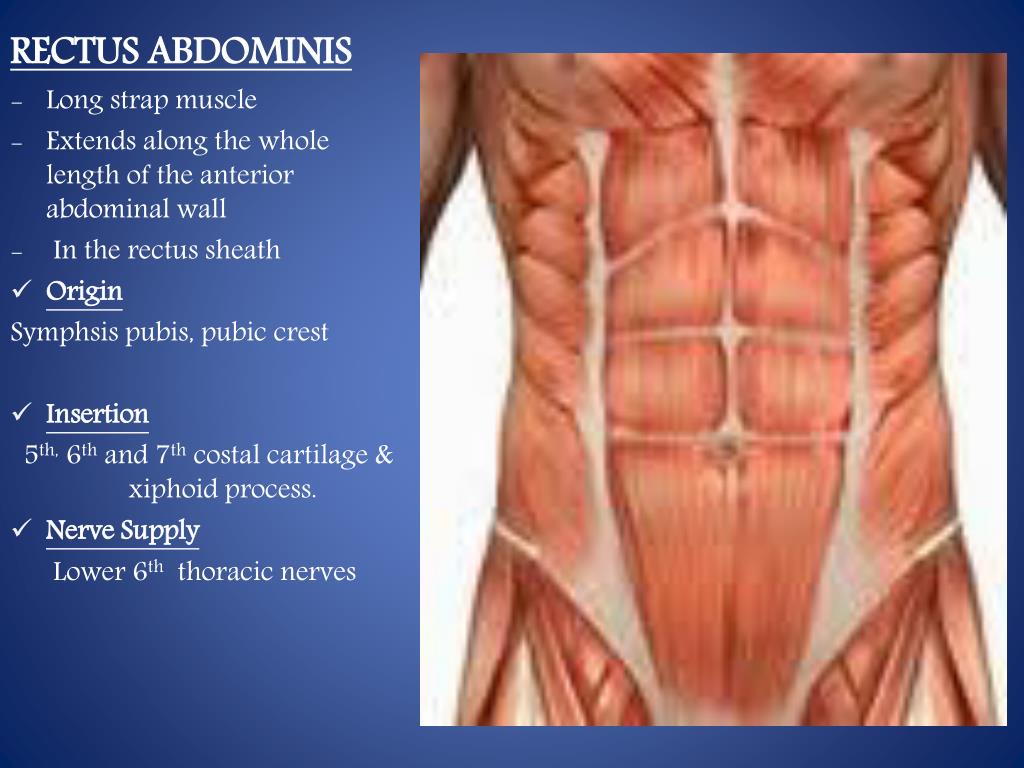 Ppt Abdominal Wall Powerpoint Presentation Free Download Id 3081617