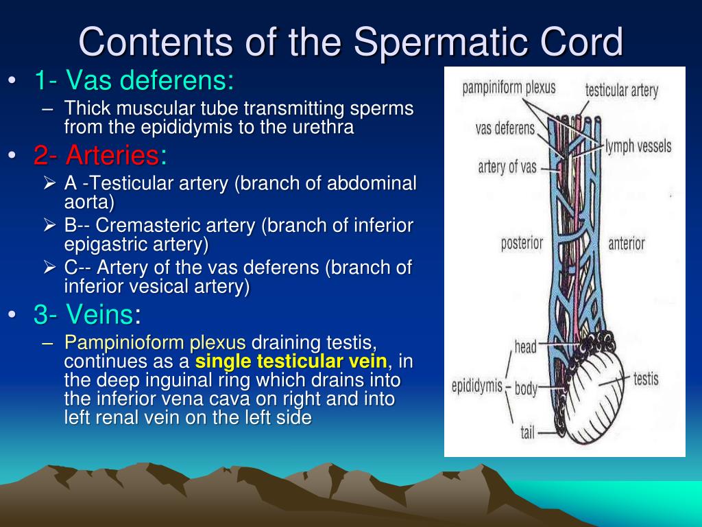 Ppt By Prof Saeed Abuel Makarem Powerpoint Presentation Free