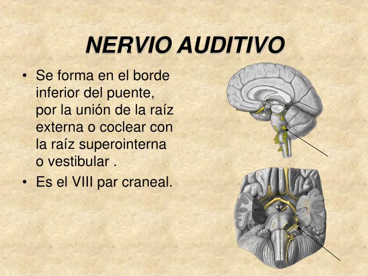 Ppt Nervio Auditivo Viii Powerpoint Presentation Id 3081767
