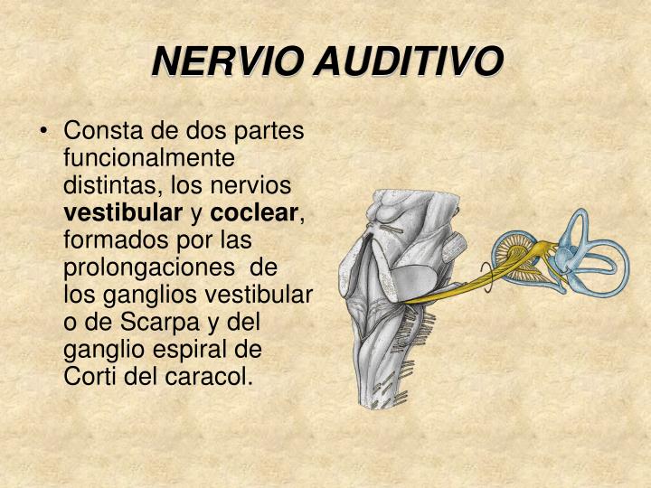 PPT - Nervio Auditivo (VIII) PowerPoint Presentation - ID:3081767