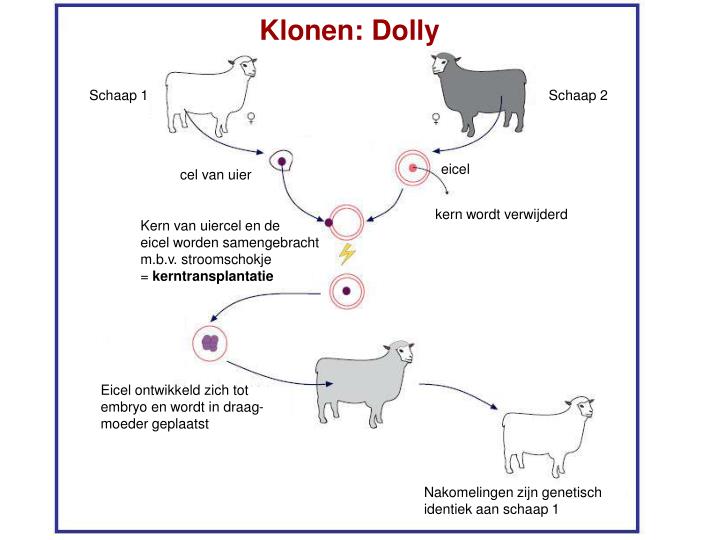 PPT - DNA Technieken PowerPoint Presentation - ID:3081813