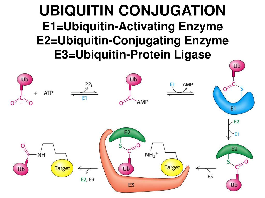 PPT - December 7-8, 2011 AMINO ACID METABOLISM I,II,III Lecturer ...