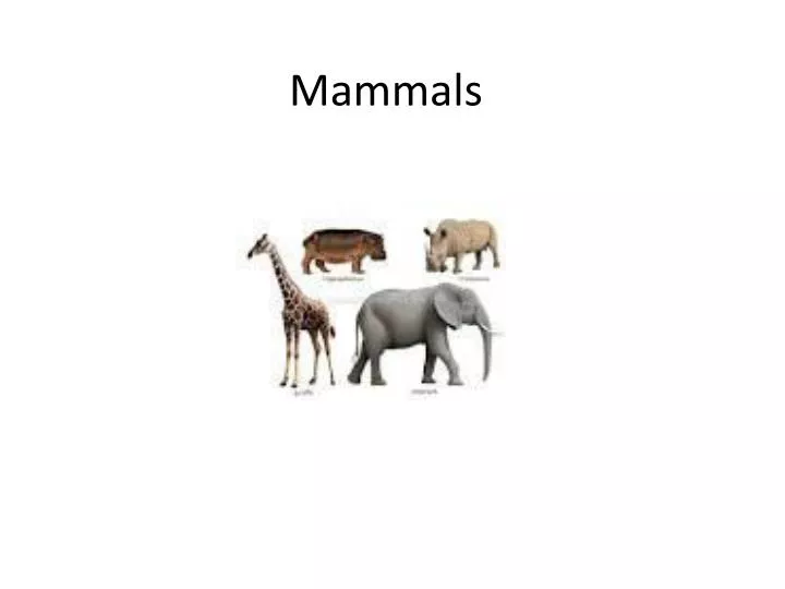 PPT - Mammals PowerPoint Presentation, free download - ID:3082158