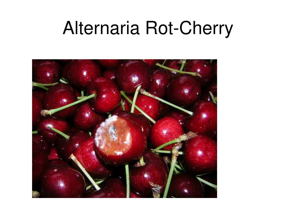 PPT - Disease / Disorder of Stone Fruit & Citrus PowerPoint ...