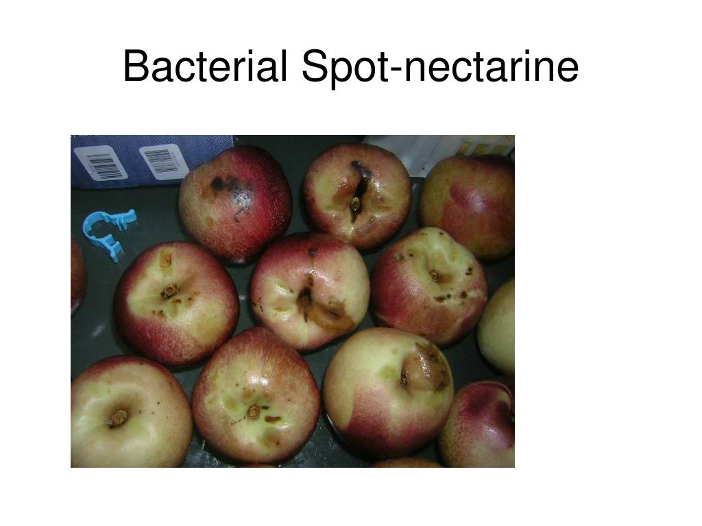 PPT - Disease / Disorder of Stone Fruit & Citrus PowerPoint ...