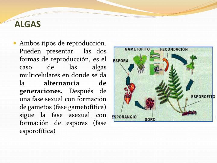 PPT - LA REPRODUCCION PowerPoint Presentation - ID:3082622