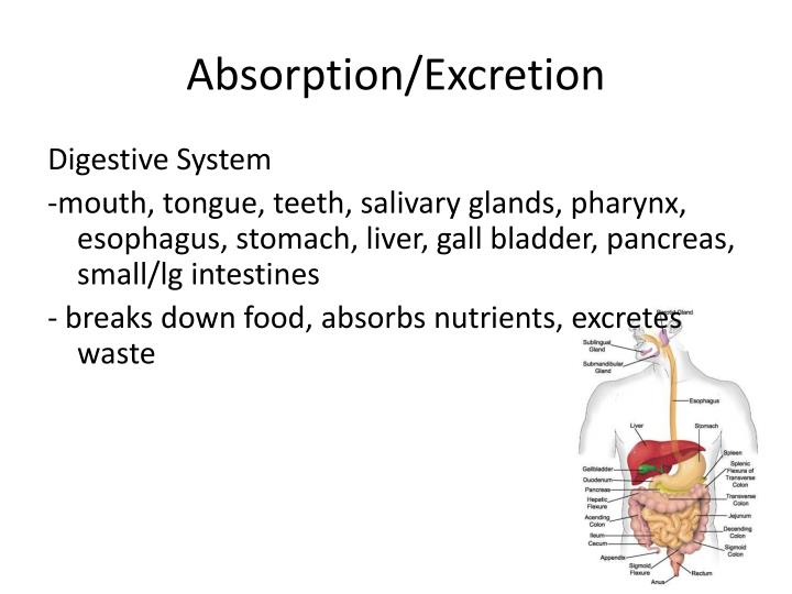 PPT - ANATOMY PHYSIOLOGY PowerPoint Presentation - ID:3083745