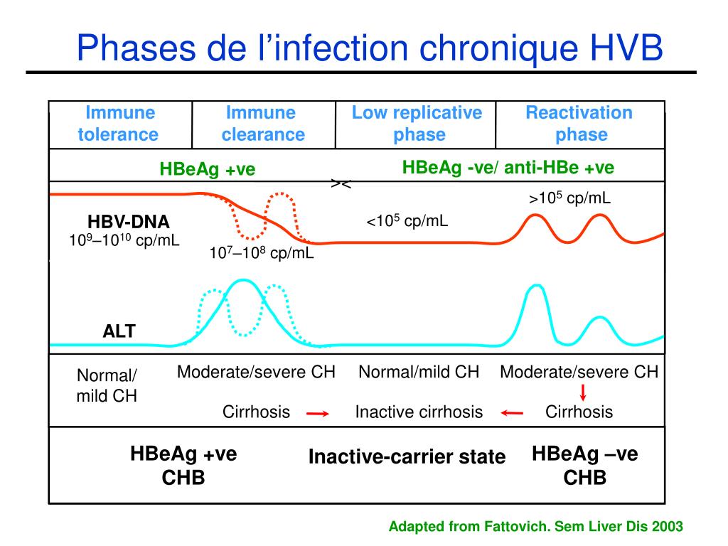 PPT - Histoire naturelle de l’infection chronique VHB PowerPoint Presentation - ID:3083772