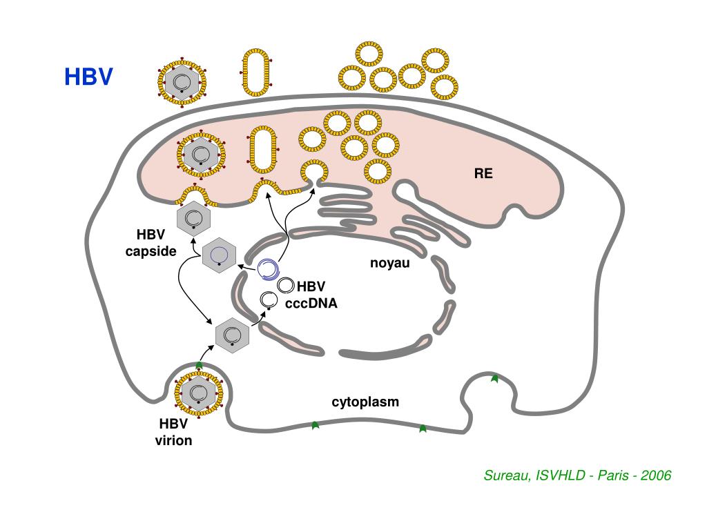 PPT - Histoire naturelle de l’infection chronique VHB PowerPoint ...