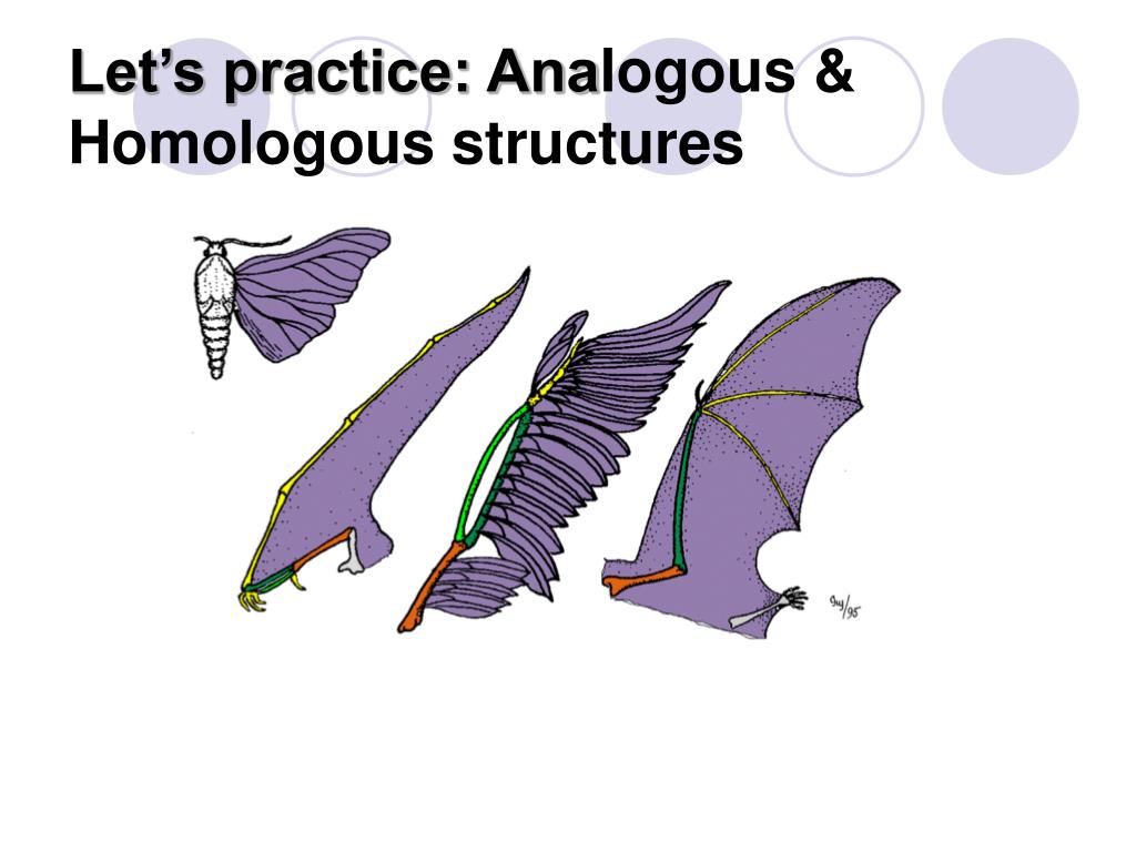 PPT - Evolution by Means of Natural Selection (Ch. 15, 17-1 and 17-3 ...