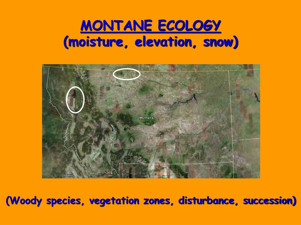 PPT - MONTANE ECOLOGY (moisture, elevation, snow) PowerPoint ...