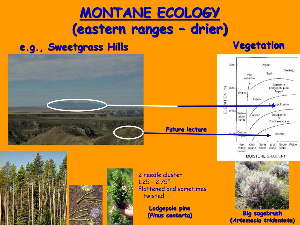 PPT - MONTANE ECOLOGY (moisture, elevation, snow) PowerPoint ...