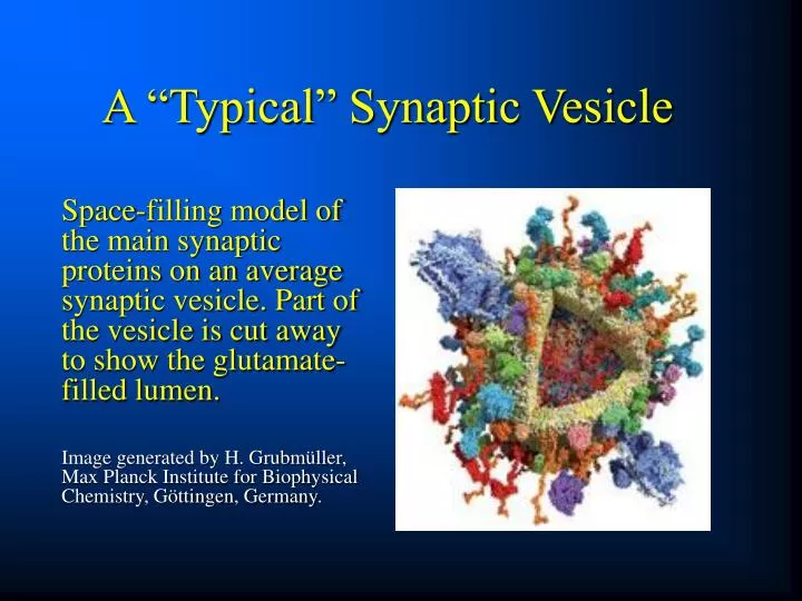 PPT - A “Typical” Synaptic Vesicle PowerPoint Presentation, free ...