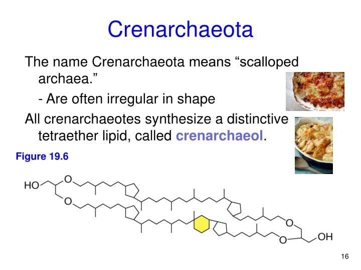 PPT - Chapter 19: Archaeal Diversity PowerPoint Presentation - ID:3085181