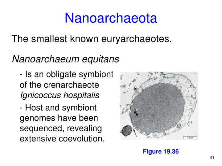 PPT - Chapter 19: Archaeal Diversity PowerPoint Presentation - ID:3085181