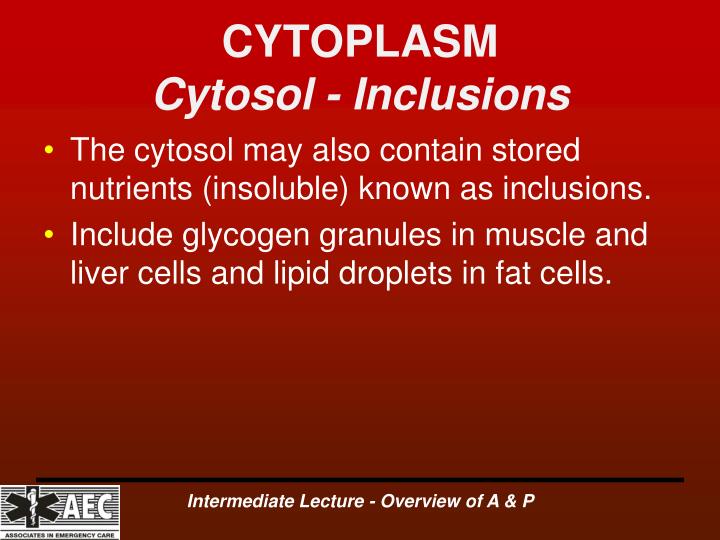 PPT - OVERVIEW OF ANATOMY AND PHYSIOLOGY PowerPoint Presentation - ID ...