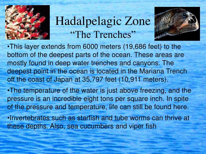 PPT - Ocean Layers PowerPoint Presentation - ID:3085453